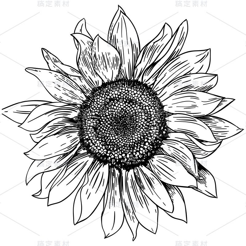 向日葵素材 高清向日葵素材下载 10000个向日葵素材大全 稿定设计