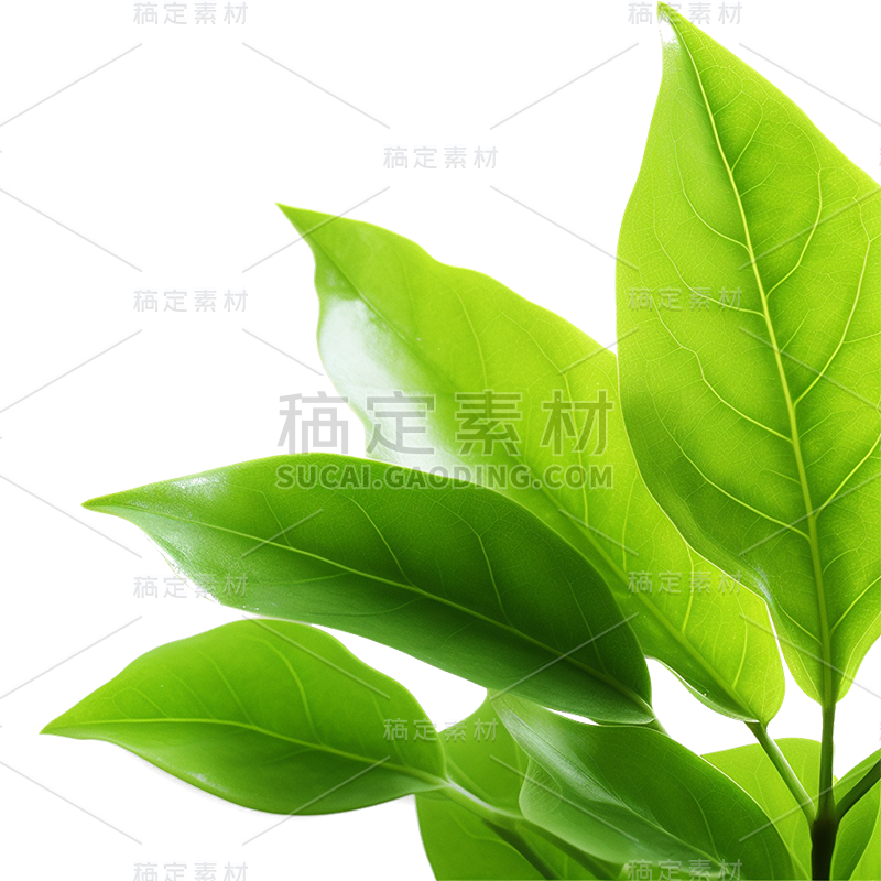 绿叶素材 高清绿叶素材下载 5839个绿叶素材大全 稿定设计