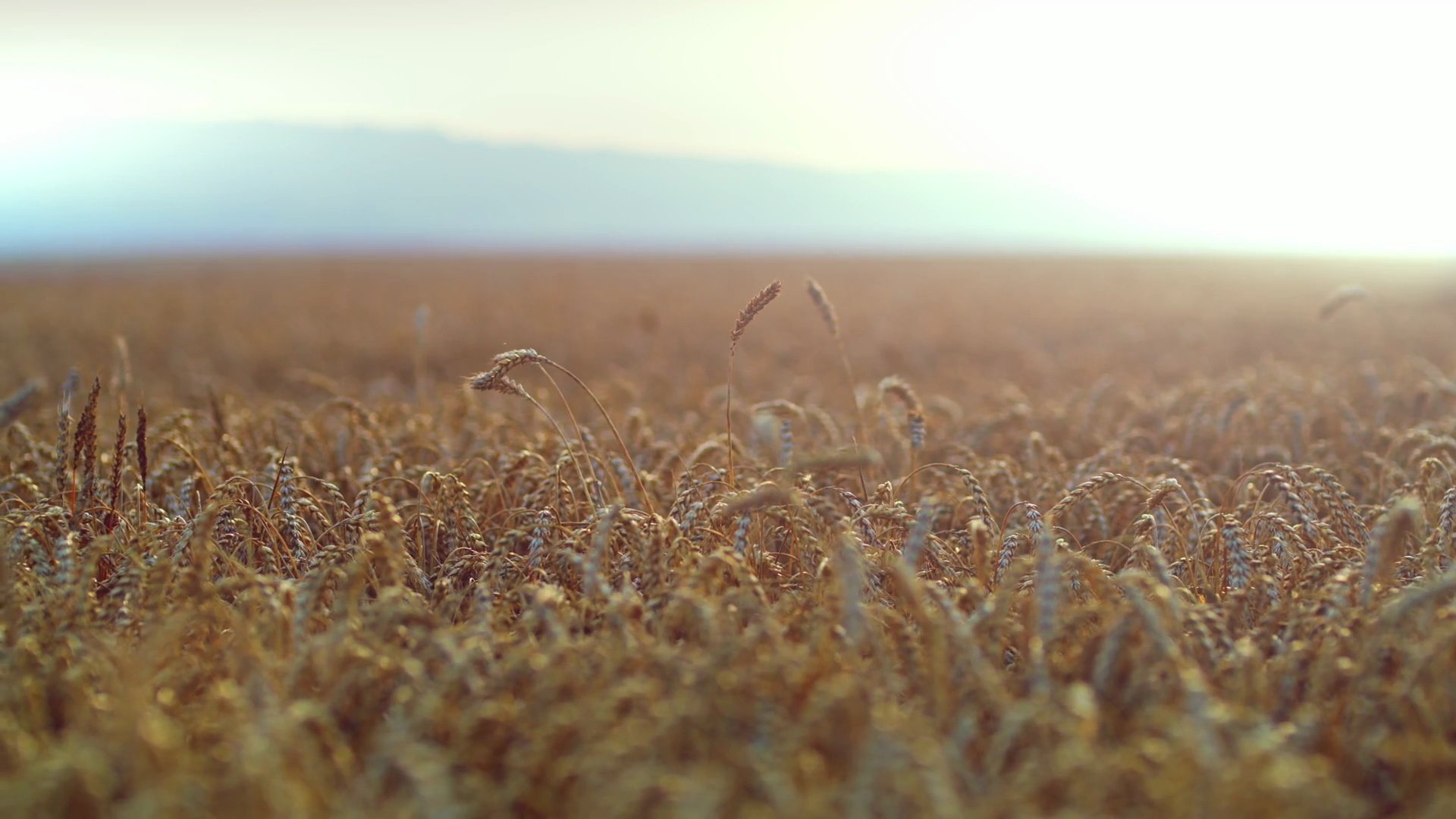 田园诗般的，宁静的，乡村麦田，慢动作_模板素材-稿定设计