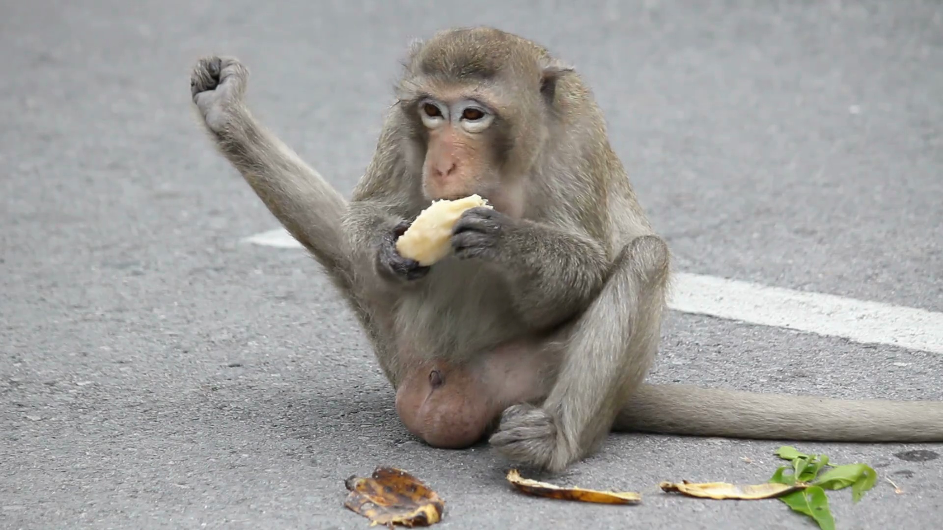 猴子吃香蕉。_模板素材-稿定设计