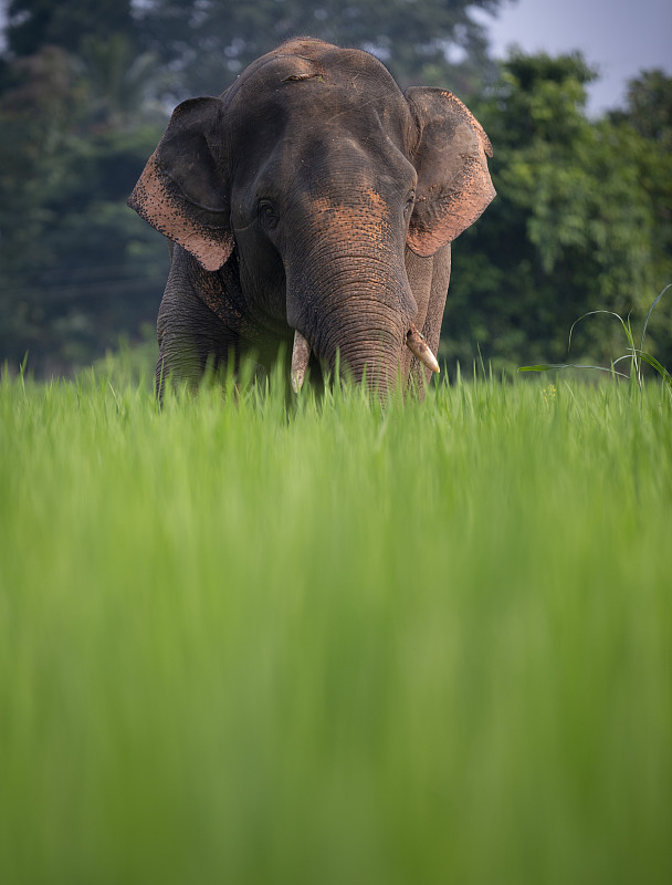 大象的图片_高清大象的图片素材下载_大象的图片素材大全-稿定设计