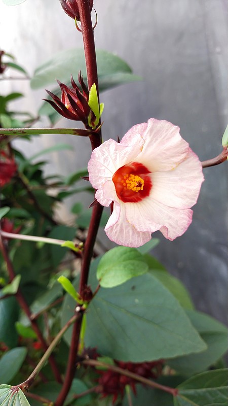 Depok Indonesia, 2021年10月22日，Rosella plant (Hibisc_模板素材-稿定设计