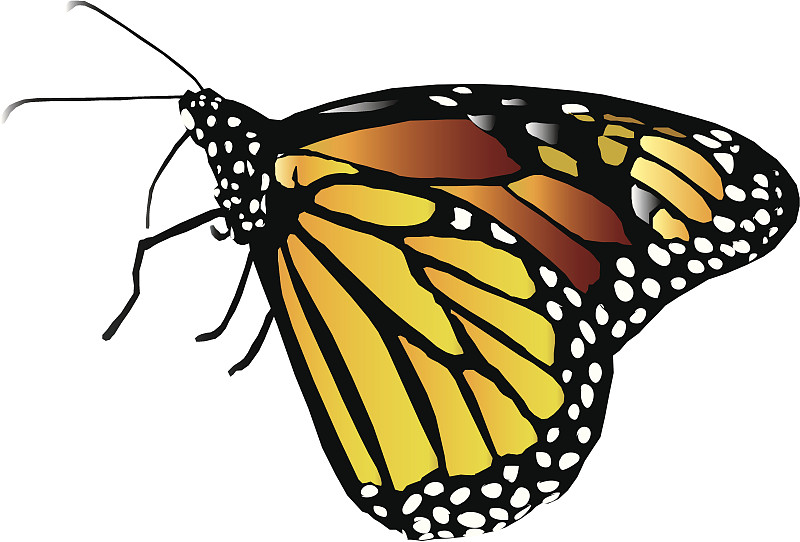 总督蝴蝶(向量)_模板素材-稿定设计