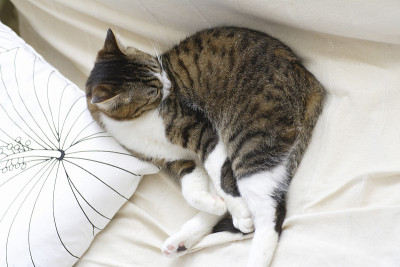 懒洋洋图片_高清懒洋洋素材下载_懒洋洋素材大全-稿定设计