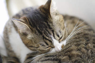 懒洋洋图片_高清懒洋洋素材下载_懒洋洋素材大全-稿定设计