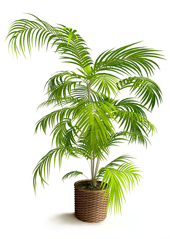 3D棕榈树_模板素材-稿定设计