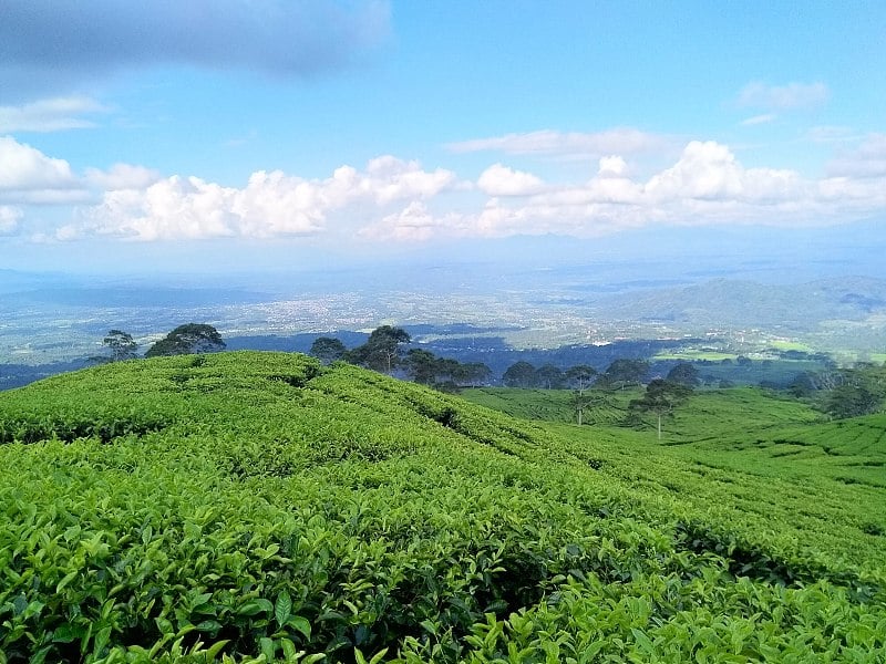 2019年7月6日，印度尼西亚，PALEMBANG茶园_模板素材-稿定设计