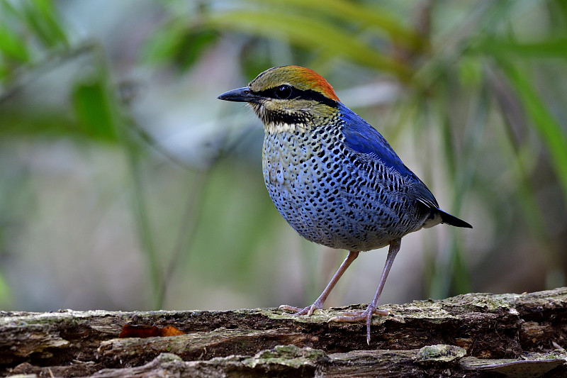 在泰国Kao Yai国家公园最凉爽的一天，美丽的蓝色鸟黄色和红色的头栖息在原木上_模板素材-稿定设计