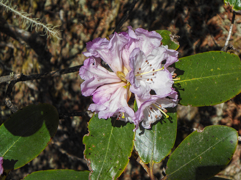 令人惊叹的花在尼泊尔的杜鹃花长途跋涉_模板素材-稿定设计