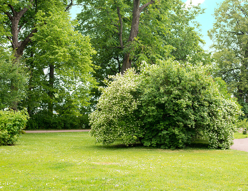 绿树公园_模板素材-稿定设计