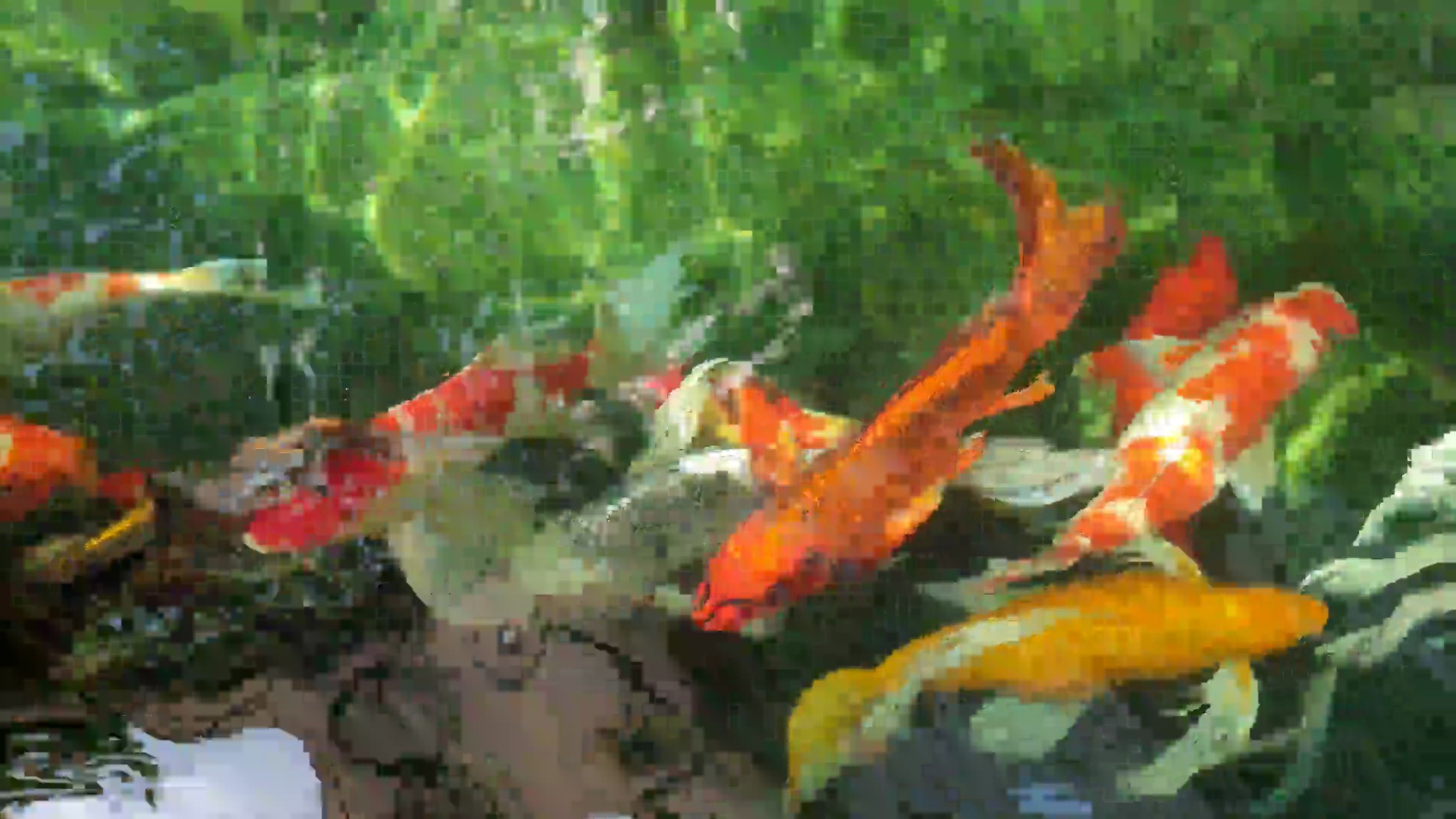 池塘里的锦鲤。_模板素材-稿定设计