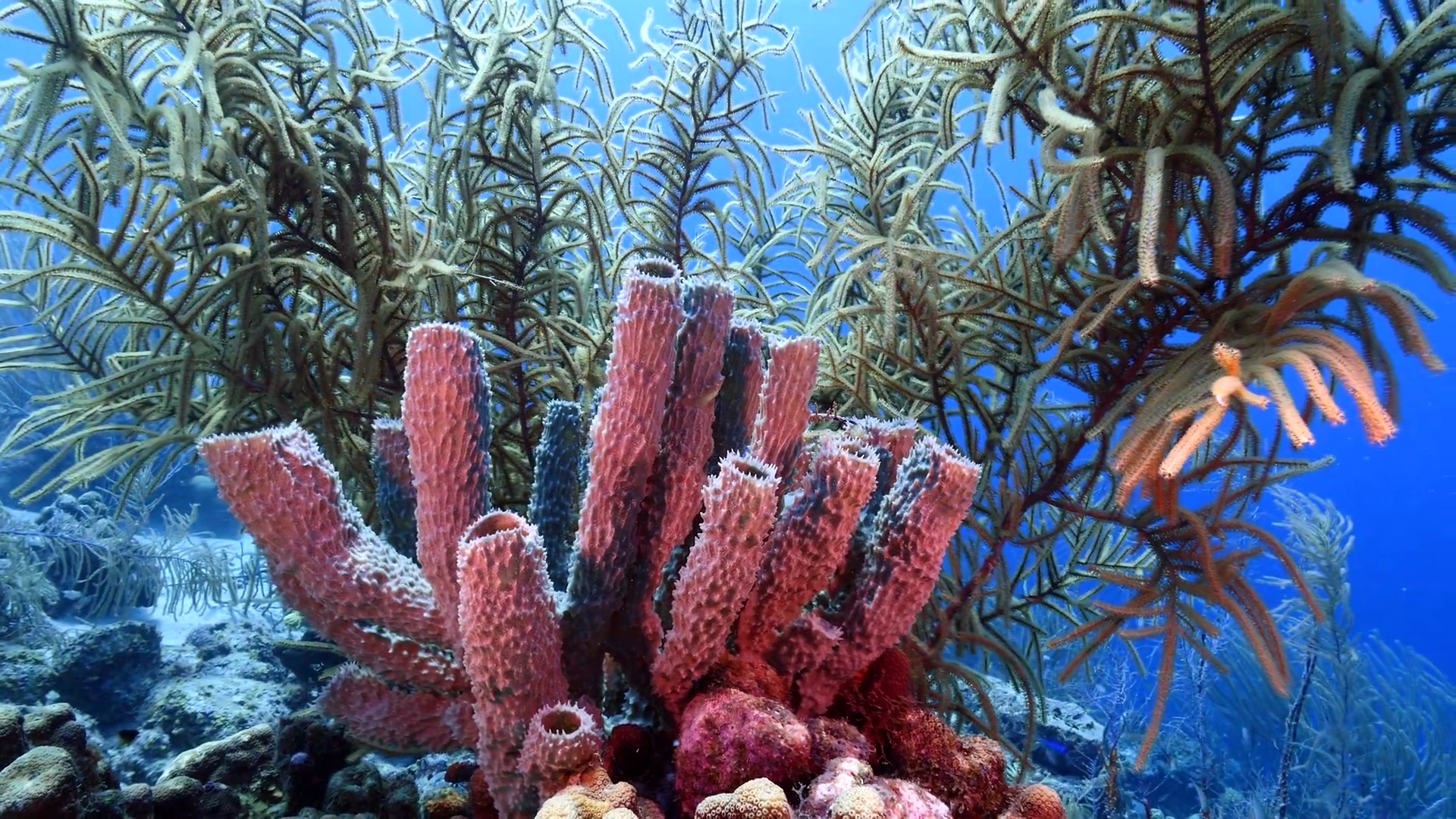 库拉索/荷兰安的列斯群岛周围加勒比海的珊瑚礁海景_模板素材-稿定设计