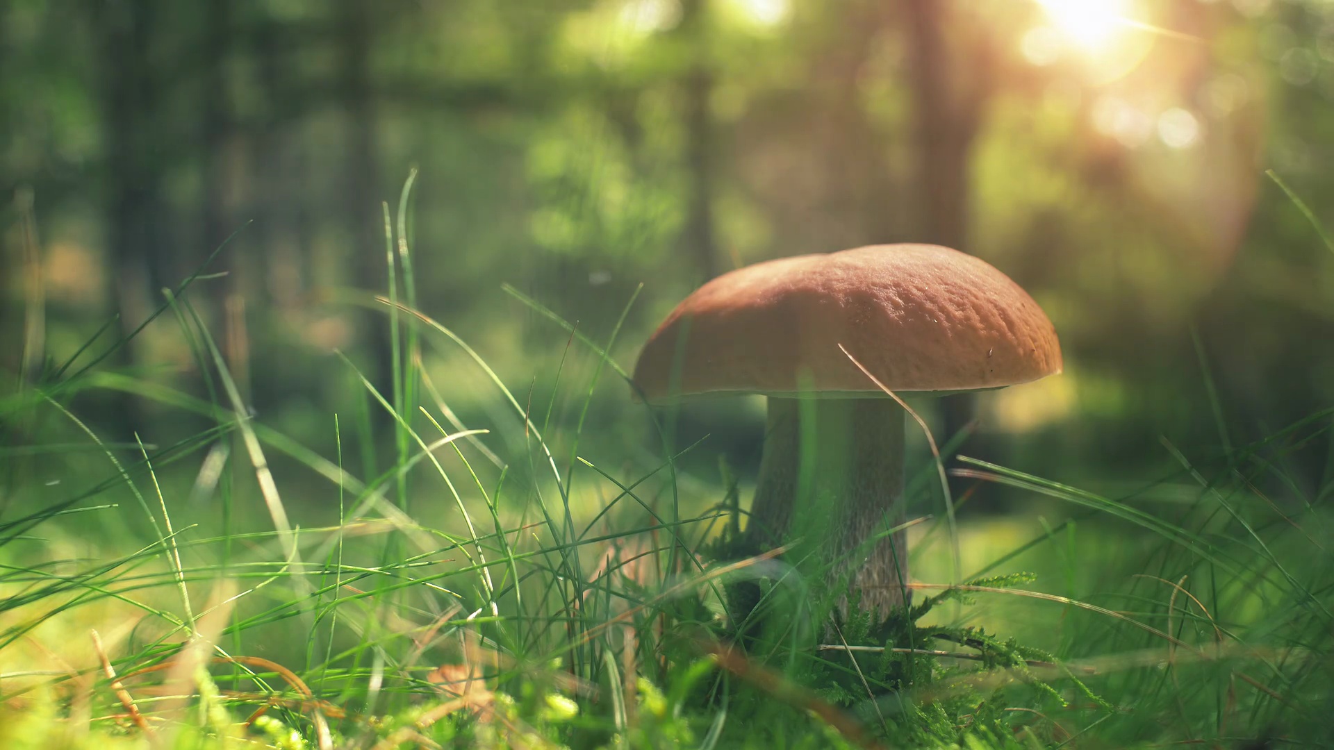 阳光森林中的野生蘑菇_模板素材-稿定设计