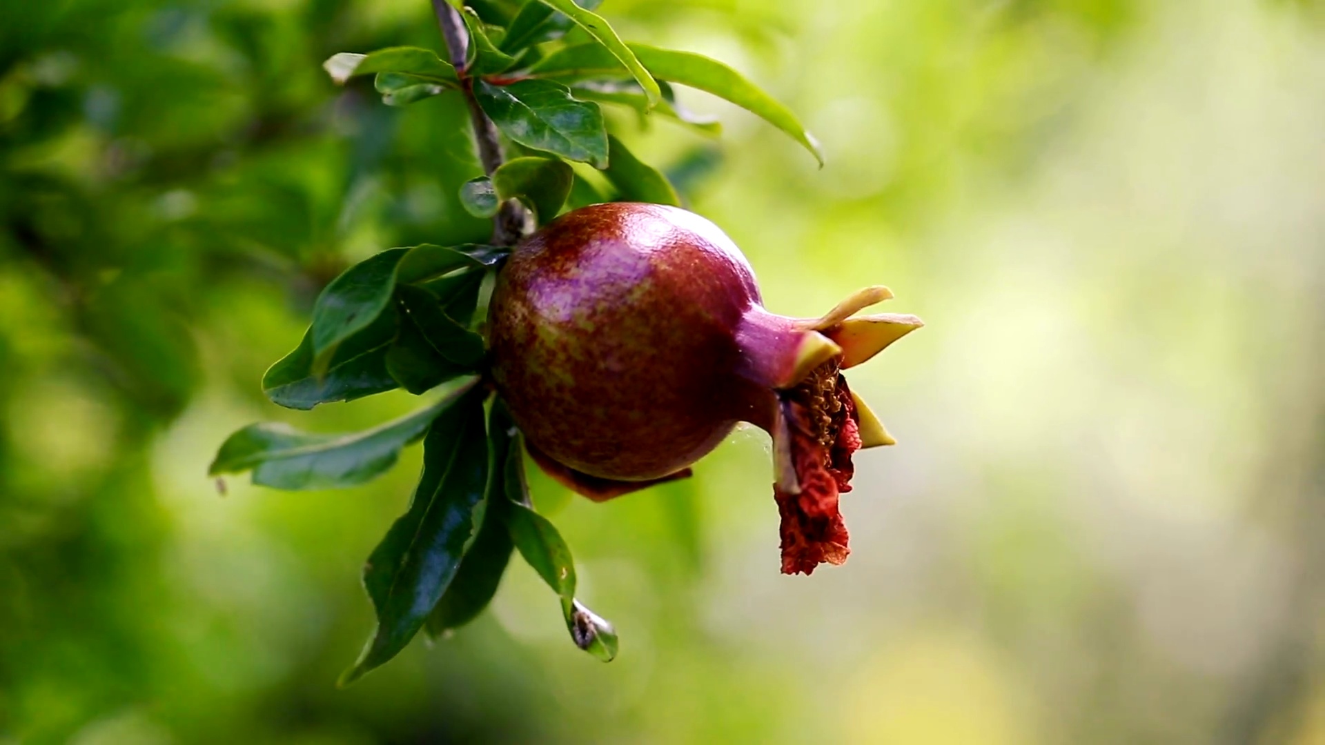 石榴树和绿色_模板素材-稿定设计