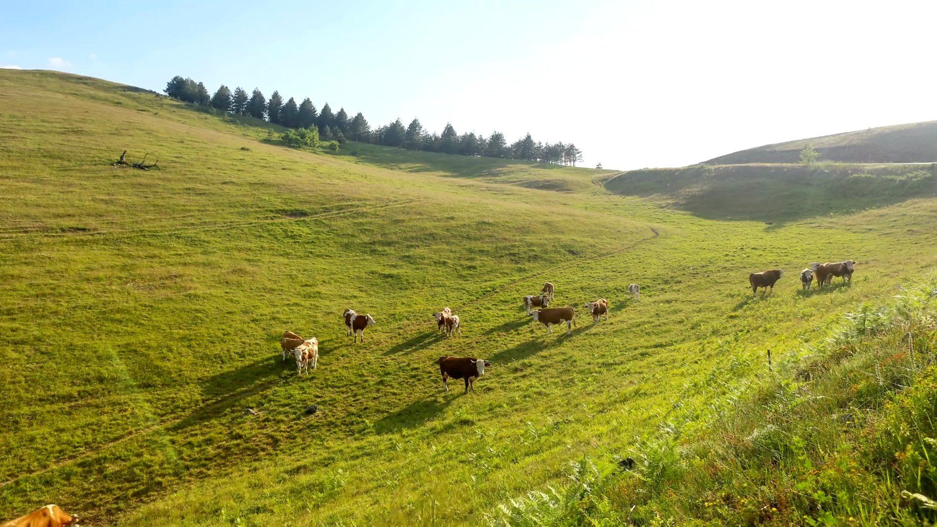 奶牛高山时间_模板素材-稿定设计