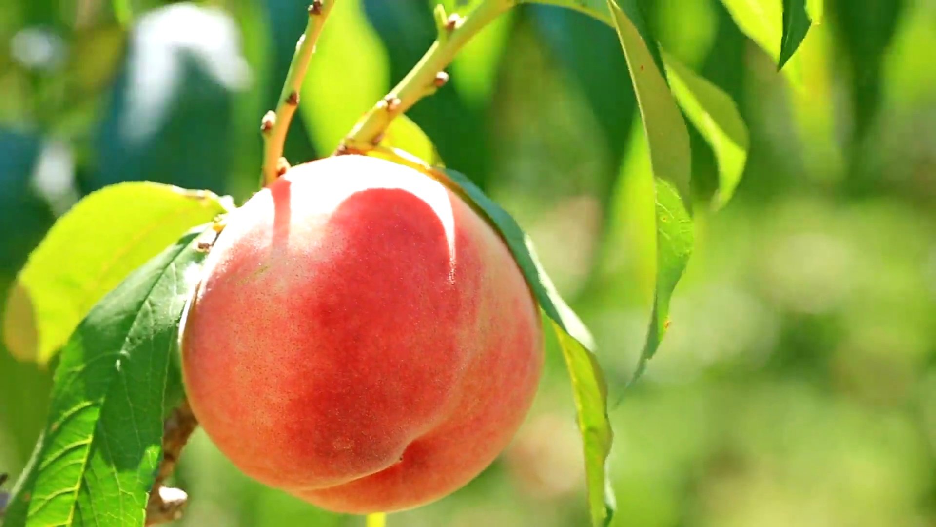 桃园里成熟的桃子。_模板素材-稿定设计